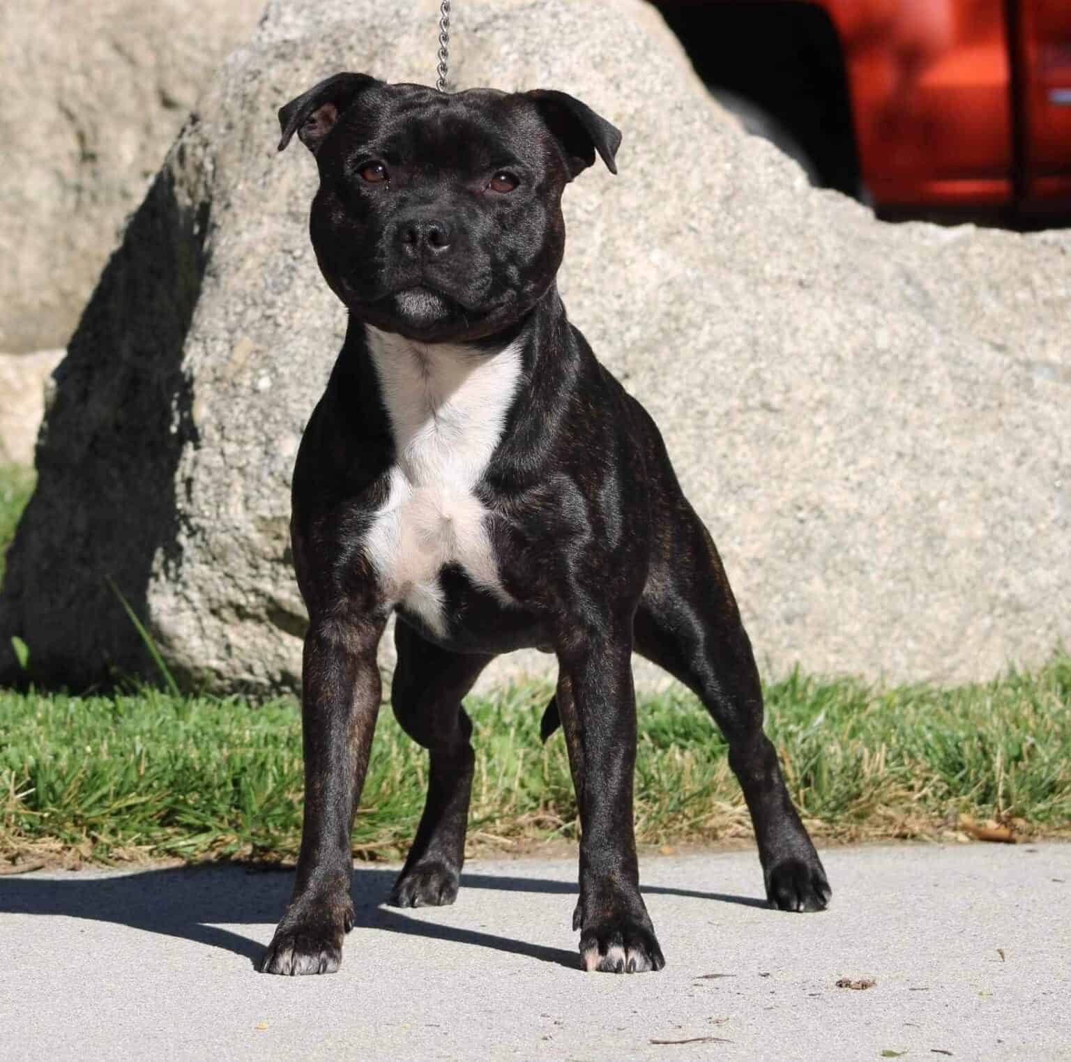 Staffordshire Bull Terrier Stud Service - Feliz Staffords